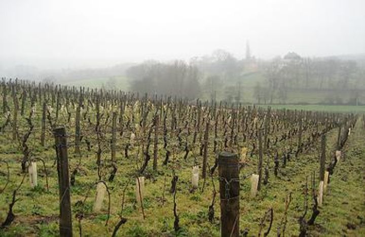 Domaine Jean Manciat | David Bowler Wine